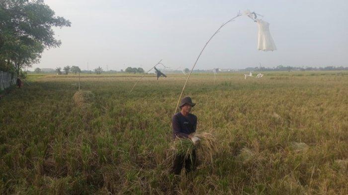 Serapan Gabah Kering Bulog Karawang dari Petani Lebih dari 95 Ribu Ton - TribunNews.com