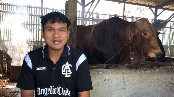 Mengenal Si Gundul, Sapi yang Sempat Hampir Mati, Kini Jadi Hewan Kurban Prabowo di Demak ...