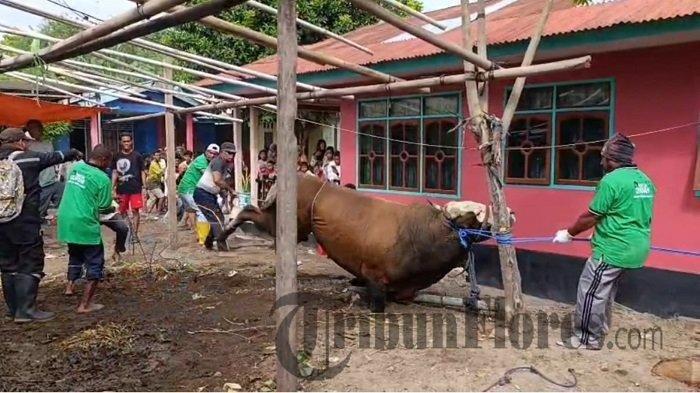 Sapi Kurban 815 Kg Bantuan Presiden Prabowo di Sikka NTT Mengamuk ...