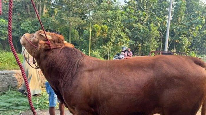 Sapi Kurban Owner Triv Bernama Lamborghini, Beratnya 1 Ton, Disembelih ...