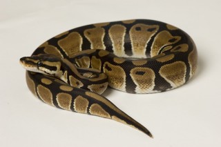 Pilih Mana? Ular Piton Goreng atau Supnya? - TribunNews.com