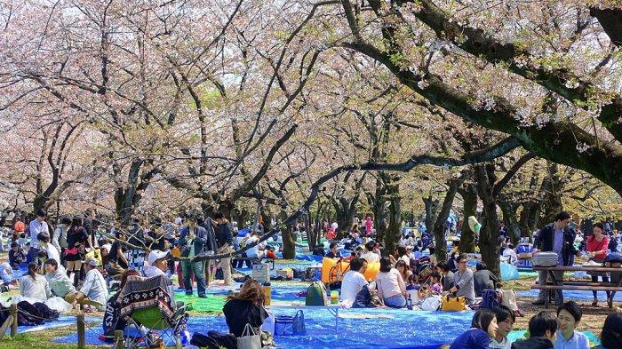 5 Tempat Terbaik Melihat Bunga Sakura di Jepang - Halaman all ...