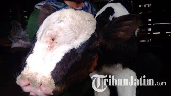 Heboh Anak Sapi Bermata Tiga & 4 Lubang Hidung di Jombang, Lahir ...