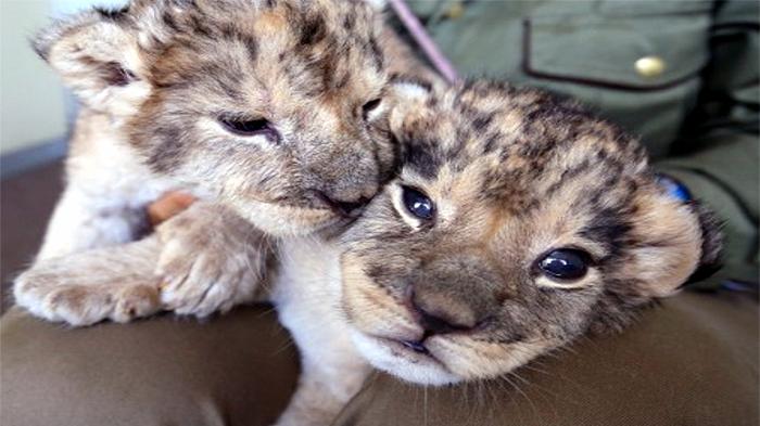 Bayi Singa Kembar Mulai Diperlihatkan di Fuji Safari Park - TribunNews.com