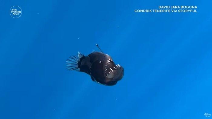 Ikan Laut Dalam Anglerfish Tiba-tiba Muncul ke Permukaan, Ilmuwan ...