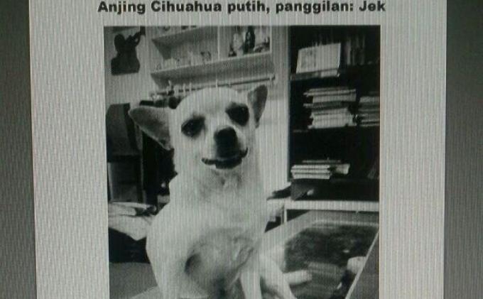Hadiah Rp 500 Ribu Bagi Penemu Anjing Cihuahua Ini - TribunNews.com