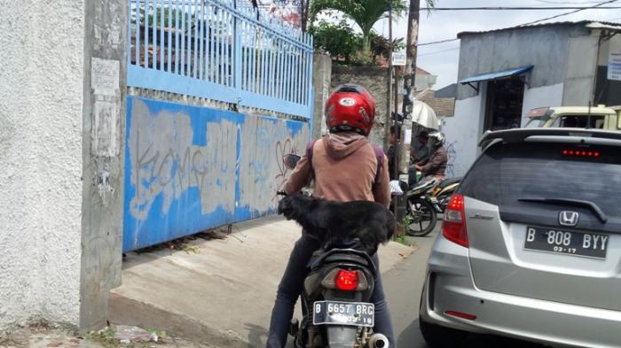 Keren! Anjing Ini Bisa Dibonceng di Motor Sambil Ngebut - TribunNews.com
