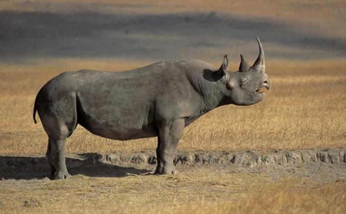 Badak Hitam Afrika Akhirnya Dinyatakan Punah, Badak Jawa Menyusul ...