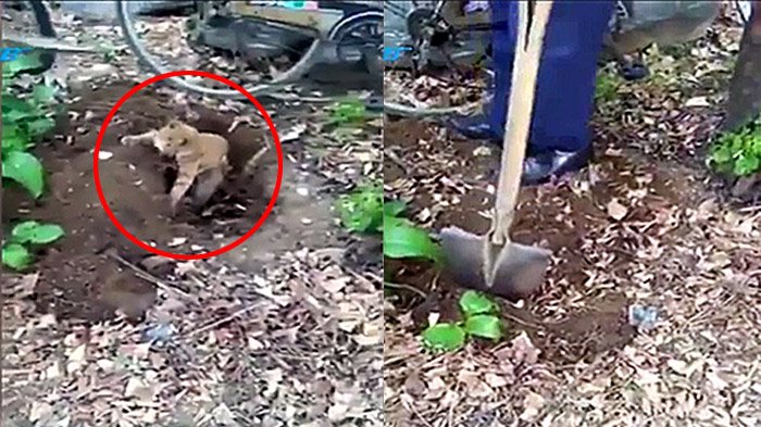 Biadab Pria Pukul Kucing Lalu Menguburnya Hidup-hidup - TribunNews.com