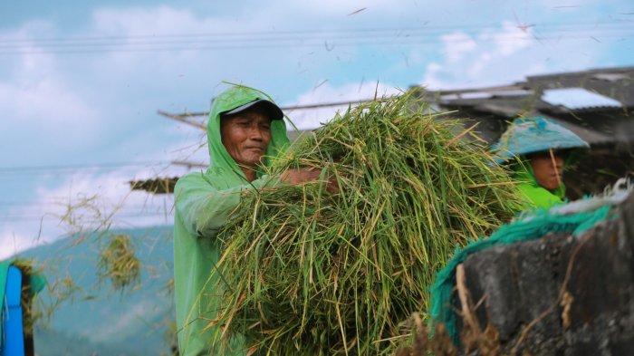 Perum Bulog Kanwil Jatim Catatkan Penyerapan Lebih dari 300 Ribu Ton Setara Beras - TribunNews.com