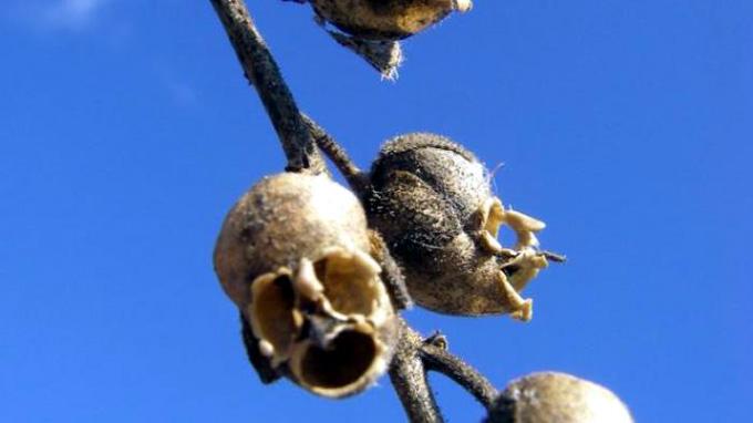 Bunga Snapdragon Bentuknya Mirip Tengkorak Manusia - TribunNews.com