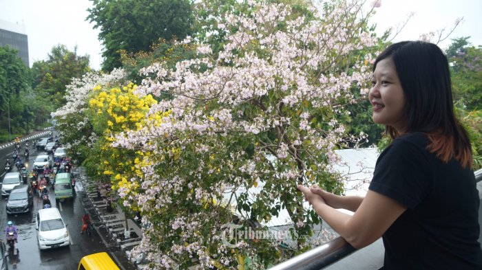 Cantiknya Bunga Tabebuya di Surabaya, buat Suasana Bagaikan di Jepang ...