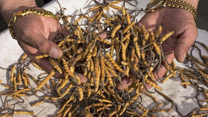 Fakta Unik Yartsa Gunbu, Jamur Ulat dari Dataran Tinggi Tibet yang ...