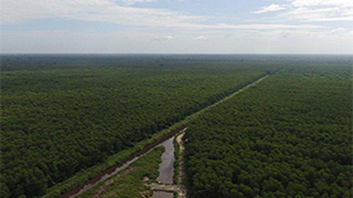 Sumitomo Forestry Mengakuisisi 100.000 Hektar Aset Hutan Industri dan ...