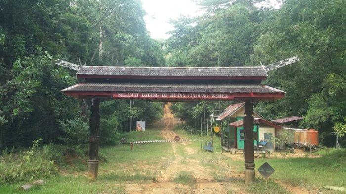 Mengenal Kearifan Lokal Masyarakat Adat Dayak Wehea dalam Menjaga Hutan Lindung Wehea ...