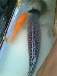 Ikan Gabus Raksasa di Cinere Siap Dijual - TribunNews.com