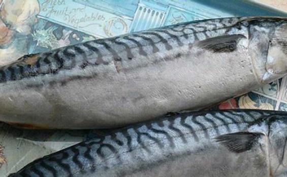 Ikan Kayu Sulawesi Utara yang Diminati - TribunNews.com