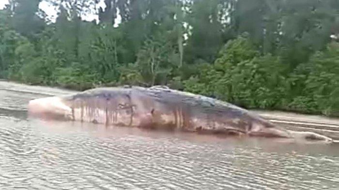 Bangkai Ikan Paus Ditemukan di Pantai Adijaya Papua Barat - TribunNews.com