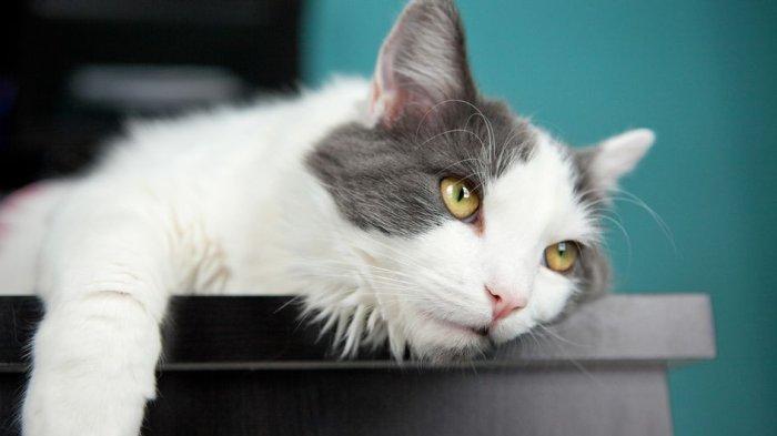 7 Tanda Kucing Kepanasan, Salah Satunya Terlihat Lesu di Cuaca Panas ...