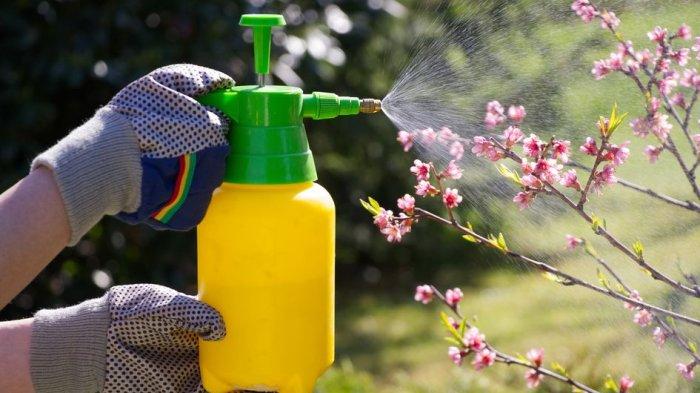 Terlihat Indah, Ternyata 3 Jenis Bunga Ini Beracun untuk Ditanam ...