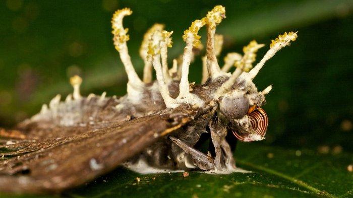 Jamur ‘Zombie’ Cordyceps, Pengganti Pestisida Kimia Inovasi Ramah ...