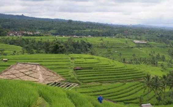 Jatiluwih, Perpaduan Alam dan Budaya Bali - TribunNews.com