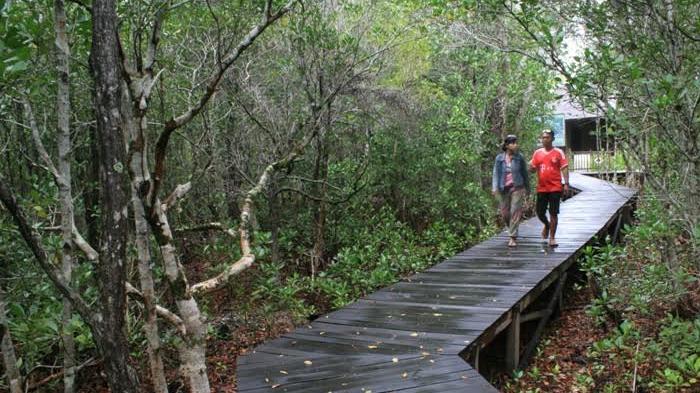 Tracking Sepanjang Hutan Mangrove di Karimunjawa yang Asyik Tak Terlupakan - TribunNews.com