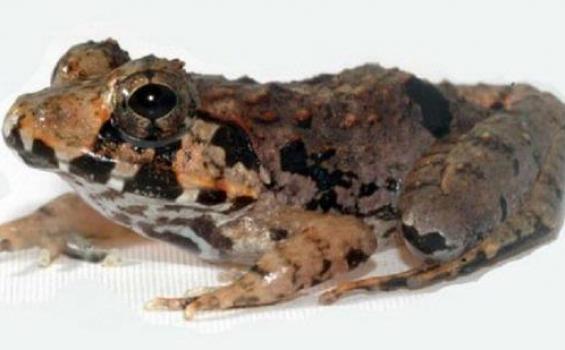 Katak dari Gunung Sinai Bernama Borneo - TribunNews.com