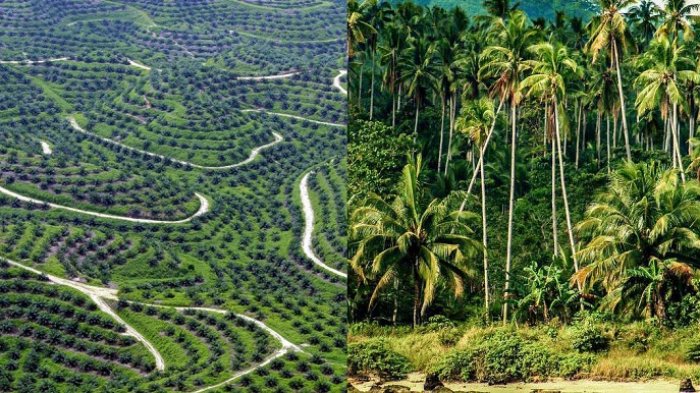 Dorong Perbaikan Tata Kelola Sawit, Bukan Pembukaan Lahan Baru ...