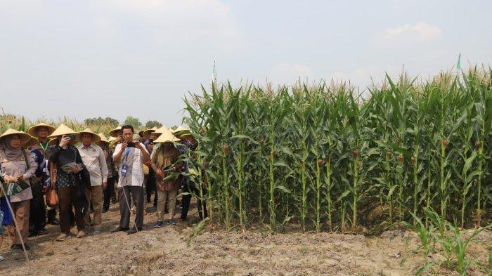 Kementan Tingkatkan Kemudahan Usaha Bagi Investor Pertanian - TribunNews.com