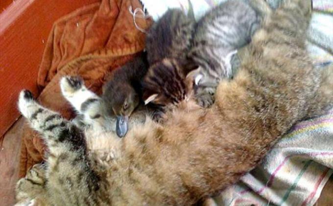 Kucing Ini Jadikan Bebek sebagai Anak Angkat - TribunNews.com