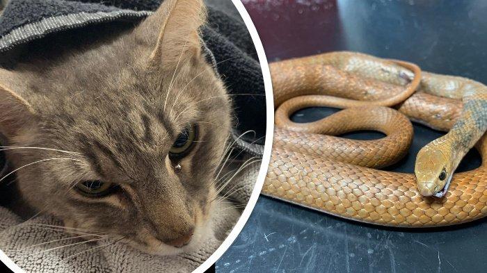 Kucing Peliharaan Mati setelah Lindungi Anak Pemilik Rumah dari Gigitan ...