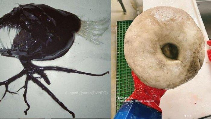 15 Foto Makhluk Laut Dalam Aneh yang Ditemukan Nelayan, Ada yang ...