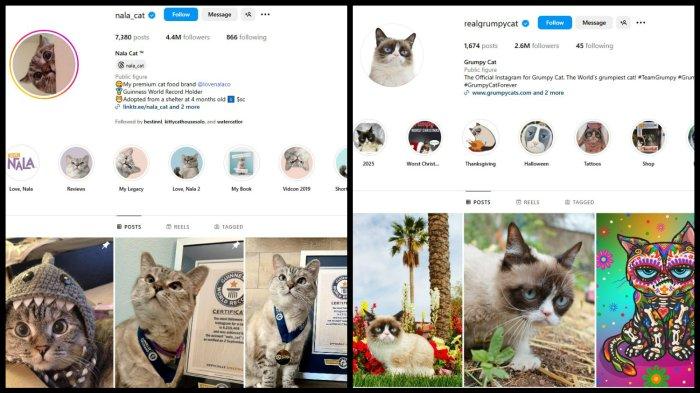 10 Kucing Paling Populer di Instagram: dari Kucing Pemegang Rekor ...