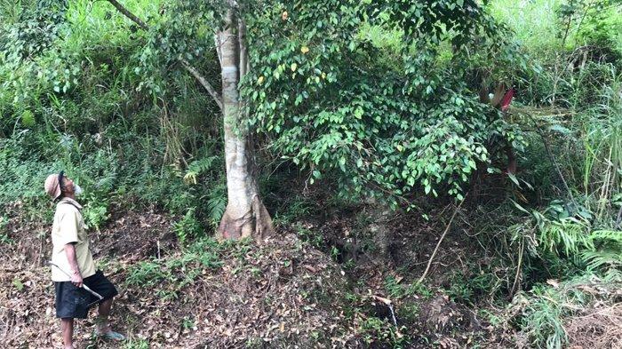 23 Tahun Tanam Pohon Beringin di Desa Geneng Lereng Gunung Lawu, Mbah ...