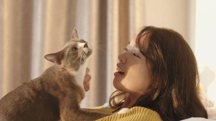 Rekomendasi Cara Membuat Kucing Merasa Senang untuk Rayakan ...