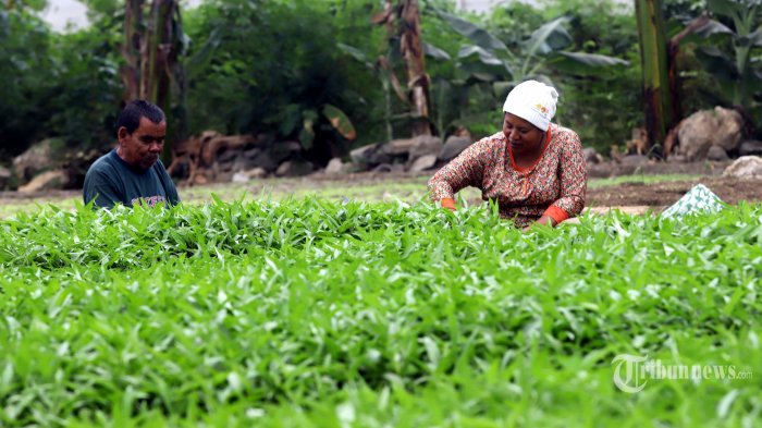 Petani Maribaya dan Cikole Pasok 200 Kg Sayuran Segar untuk Kebutuhan ...
