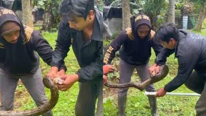 Bikin Resah, Warga Tangkap 28 Ekor Ular Piton di Danau Buyan Bali, BKSDA Bantah Dugaan ...
