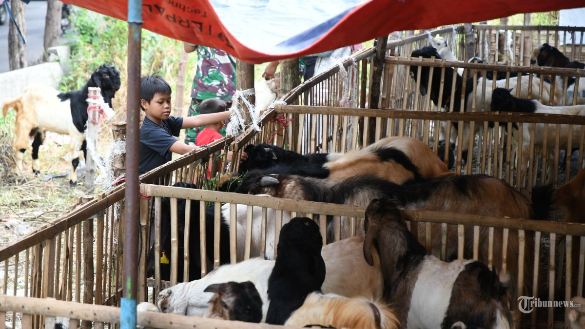5 Syarat Hewan Kurban untuk Idul Adha 2025 - TribunNews.com