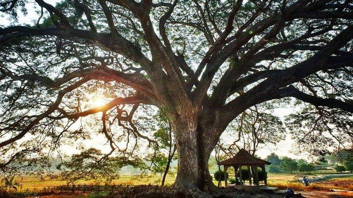 Pohon Trembesi Raksasa di Lasem Jadi Spot Andalan Wisatawan, Apa ...