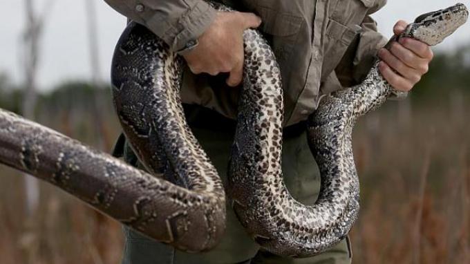Polisi Inggris Kejar Pencuri 38 Ular Python - TribunNews.com