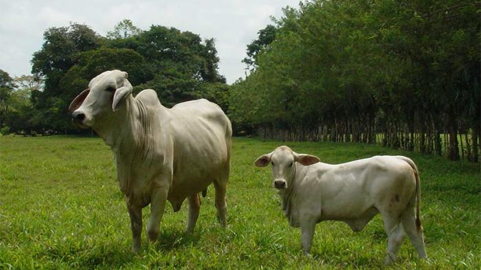 Kisah Kasih Sayang Sapi Tua dan Anaknya di Tiongkok - TribunNews.com