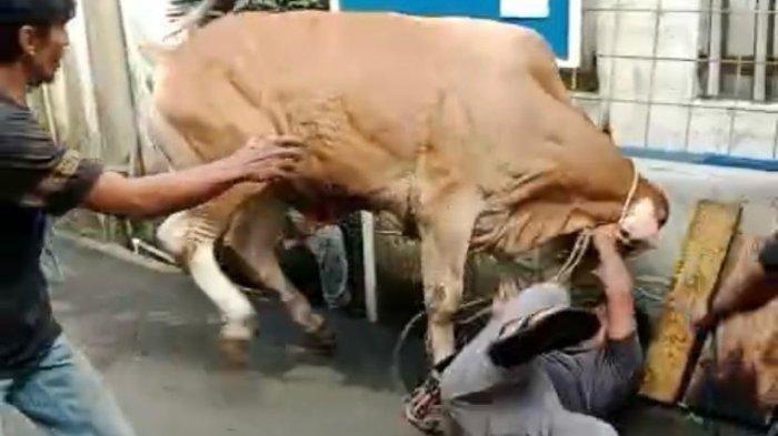 Sapi Kurban 815 Kg Bantuan Presiden Prabowo di Sikka NTT Mengamuk, Tiang Besi Sampai Patah ...