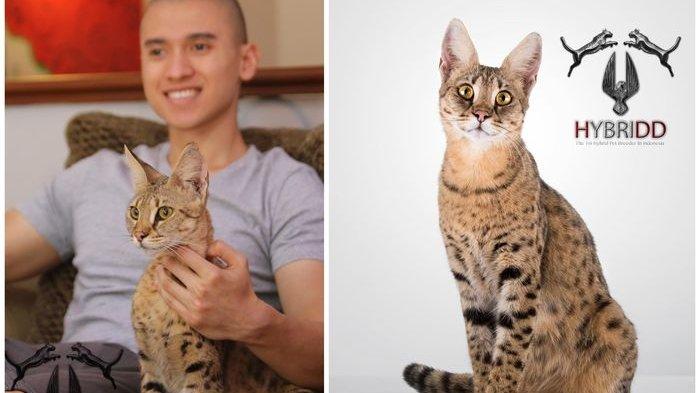 Mengenal Savannah F1, Kucing Termahal dengan Harga Ratusan Juta ...