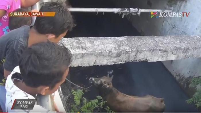 Sapi 300 Kg Jatuh ke Dalam Saluran Air - TribunNews.com