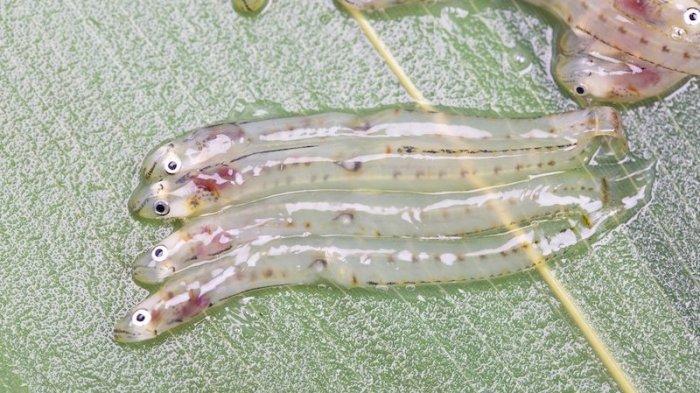 Tradisi Musim Semi Orang Jepang Makan Ikan Shirouo Yang Disajikan Masih ...