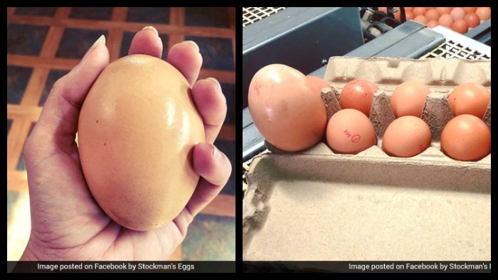 Pria Temukan Telur yang Ukurannya 3 Kali Lebih Besar dari Ukuran Normal ...