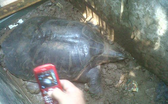 Masih Banyak Bulus Raksasa di Kali Ciliwung - TribunNews.com