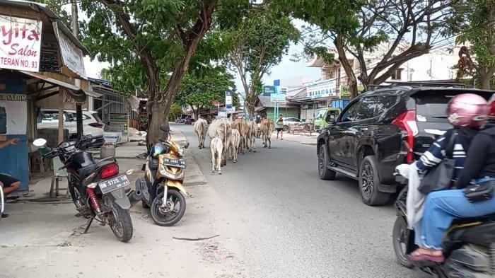 Ternak Sapi Berkeliaran Ganggu Arus Lalu Lintas di Kota Palu ...