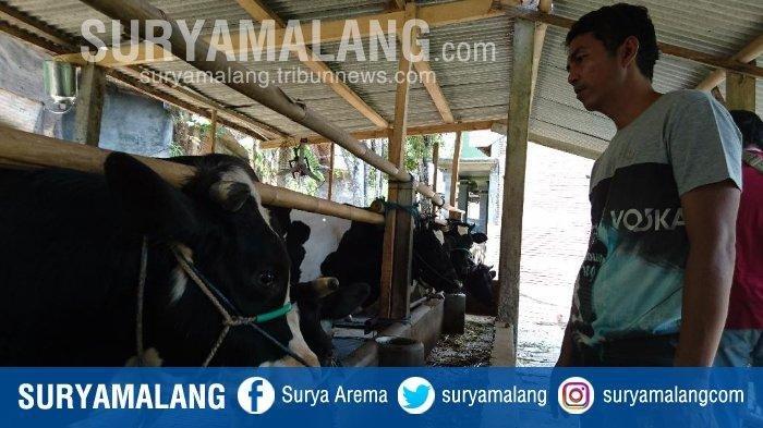 Warga Desa Nyawangan Cemas Menyusul Kematian Sapi Mati Secara Mendadak ...